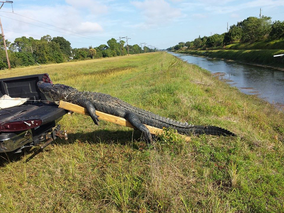 Photos Fishing Alligators - Nets & More