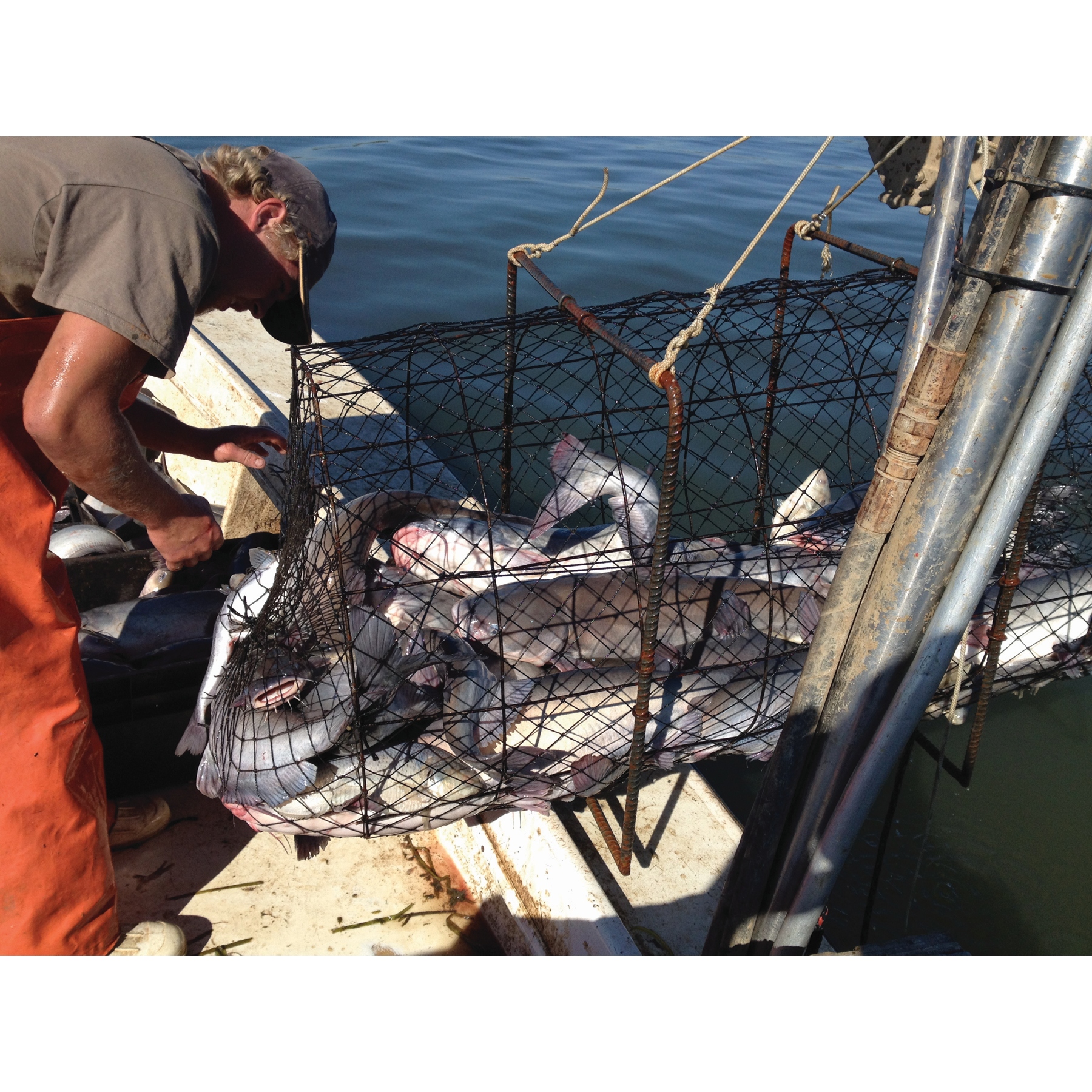 Photos Hoop Nets - Nets & More